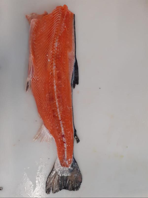 FROZEN SALMON FRAMES Salmon By-Products Fish and By-products WHOLESALE ...