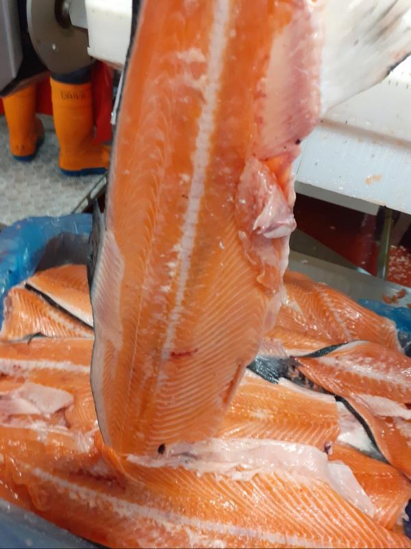 FROZEN SALMON FRAMES Salmon By-Products Fish and By-products WHOLESALE ...