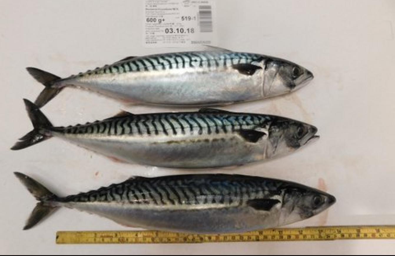 Mackerel (Scomber Scombrus) WR 600+ Fish and By-products WHOLESALE ...